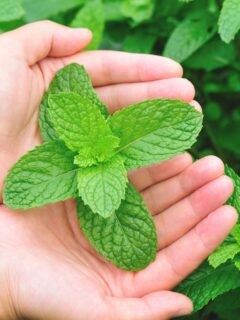The Best Types of Mint Plants to Grow! | Montana Happy