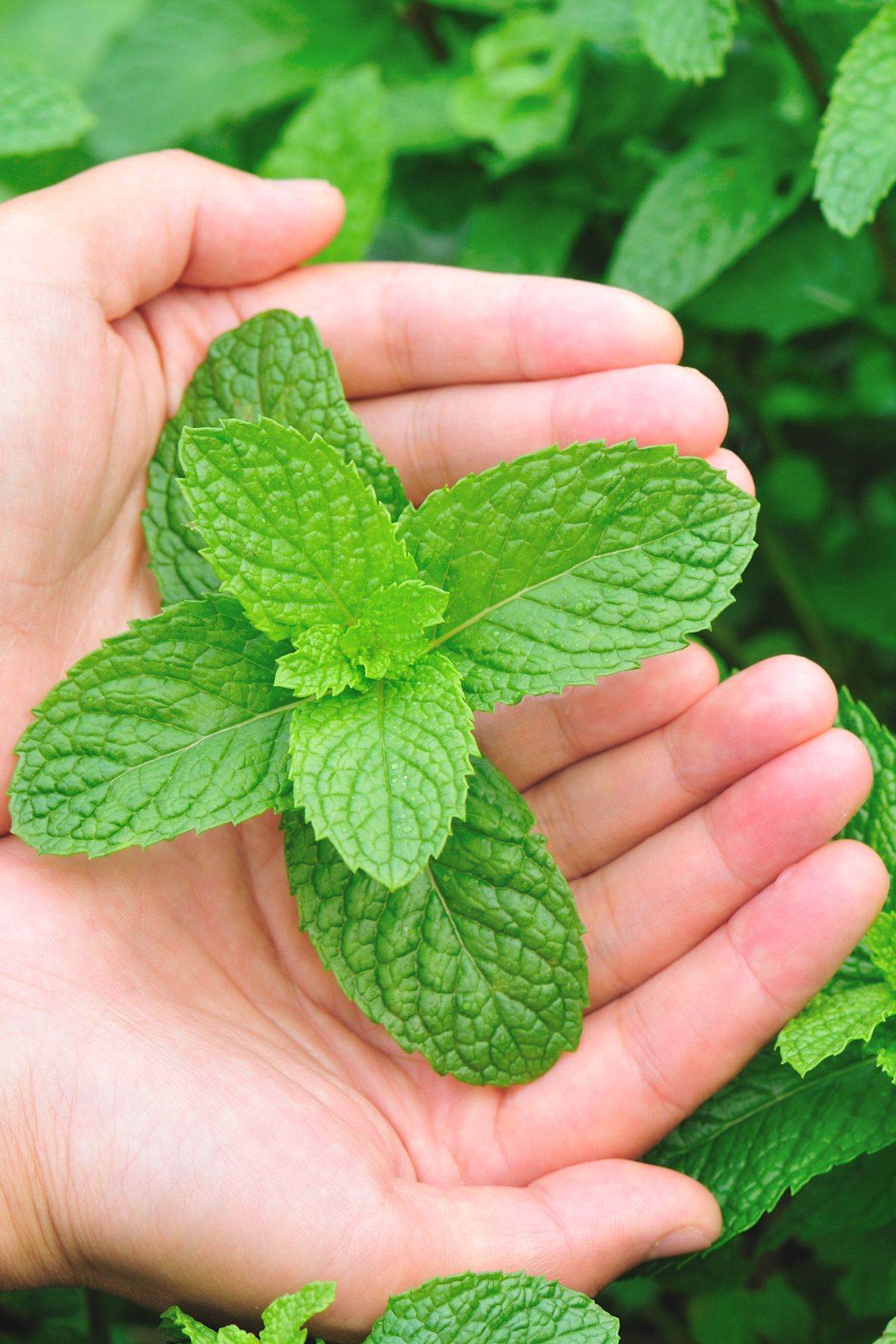 The Best Types of Mint Plants to Grow! | Montana Happy