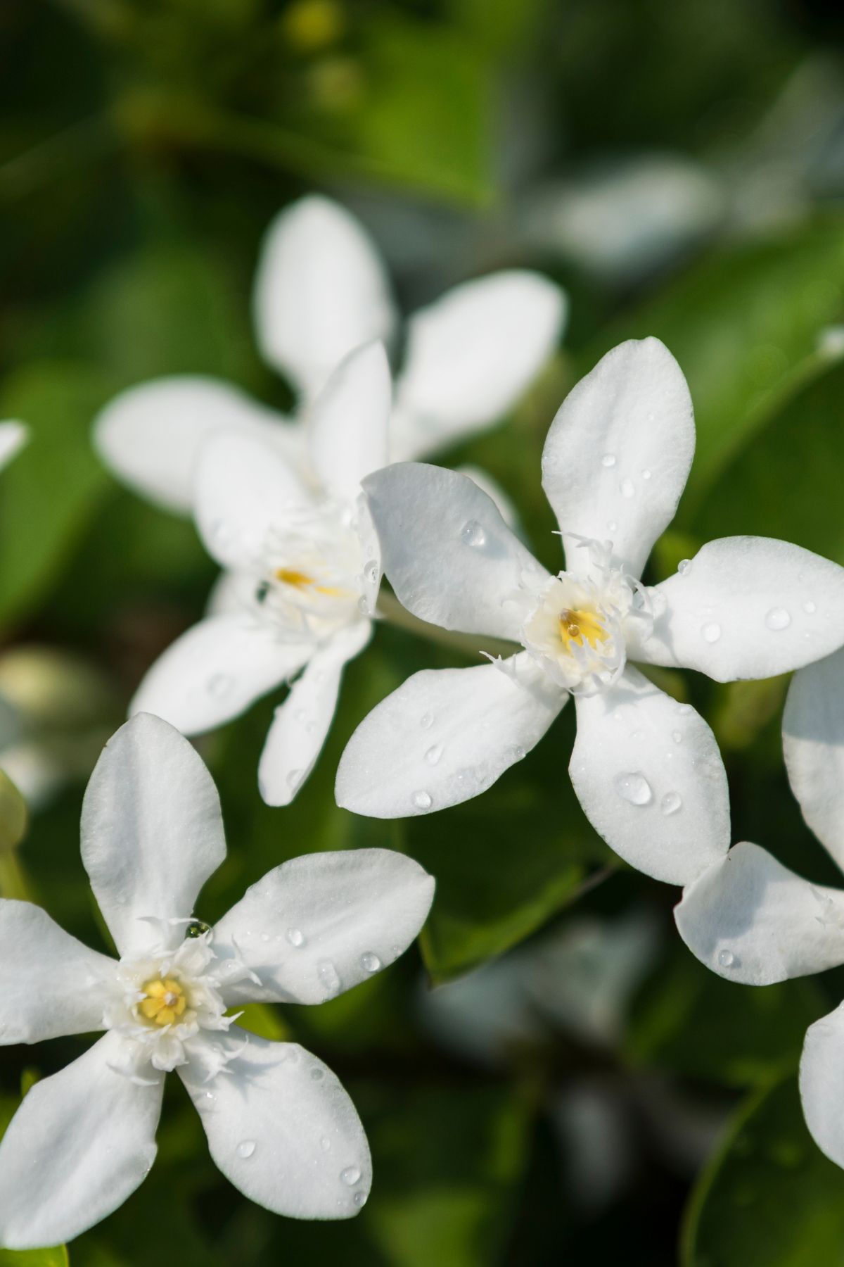 How to Create a Moonlight Garden | Montana Happy