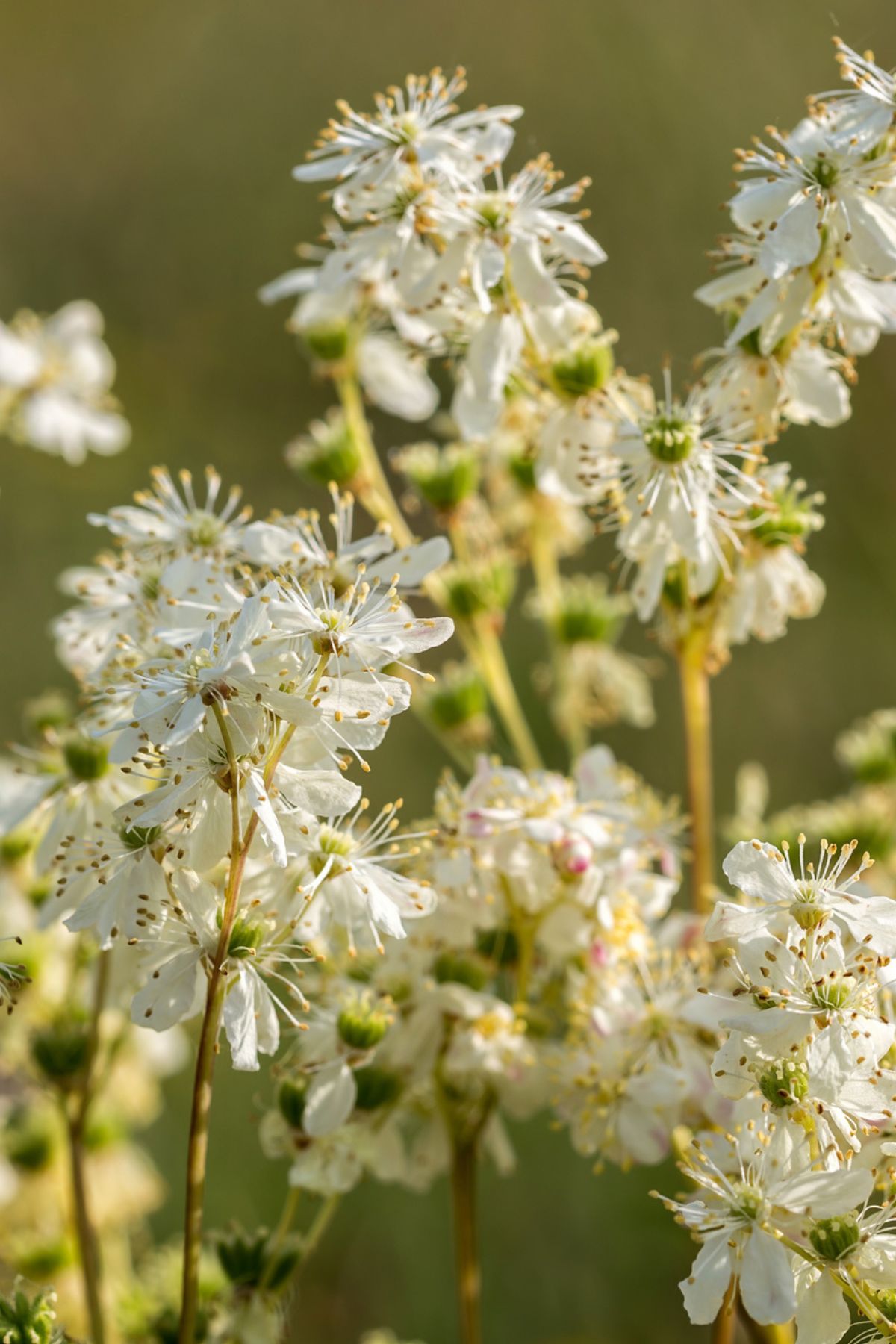 How to Create a Moonlight Garden | Montana Happy