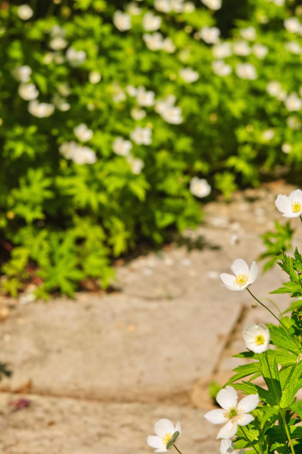 How to Create a Moonlight Garden | Montana Happy