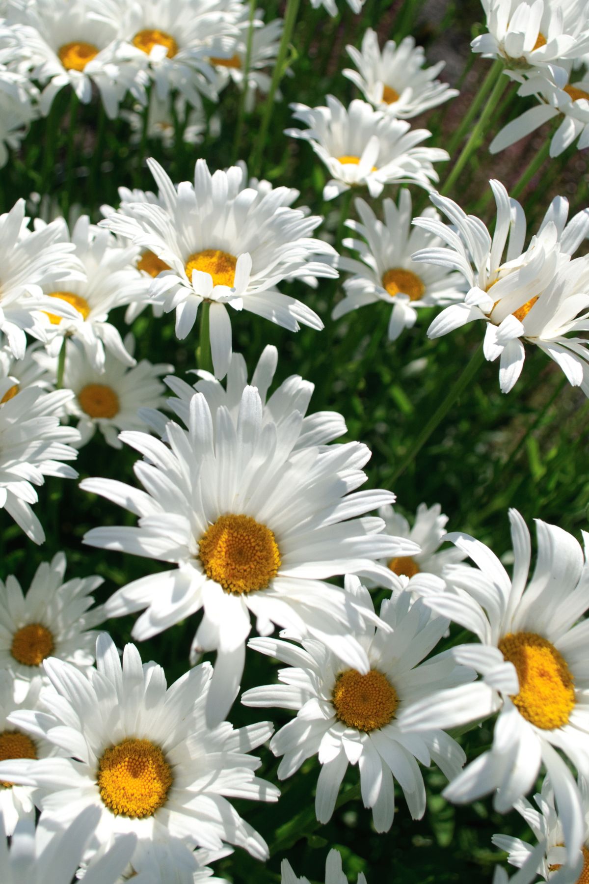 How to Create a Moonlight Garden | Montana Happy