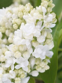 How to Create a Moonlight Garden | Montana Happy