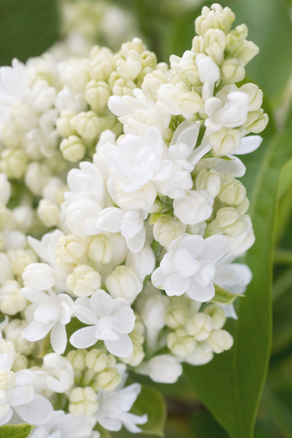 How to Create a Moonlight Garden | Montana Happy