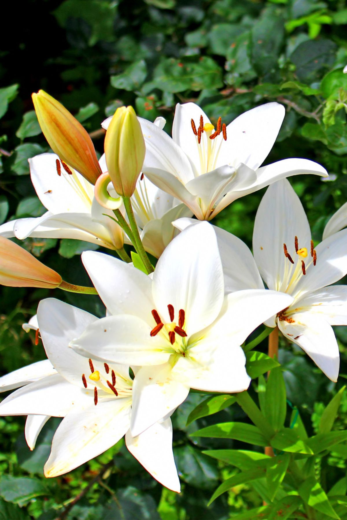 How to Create a Moonlight Garden | Montana Happy