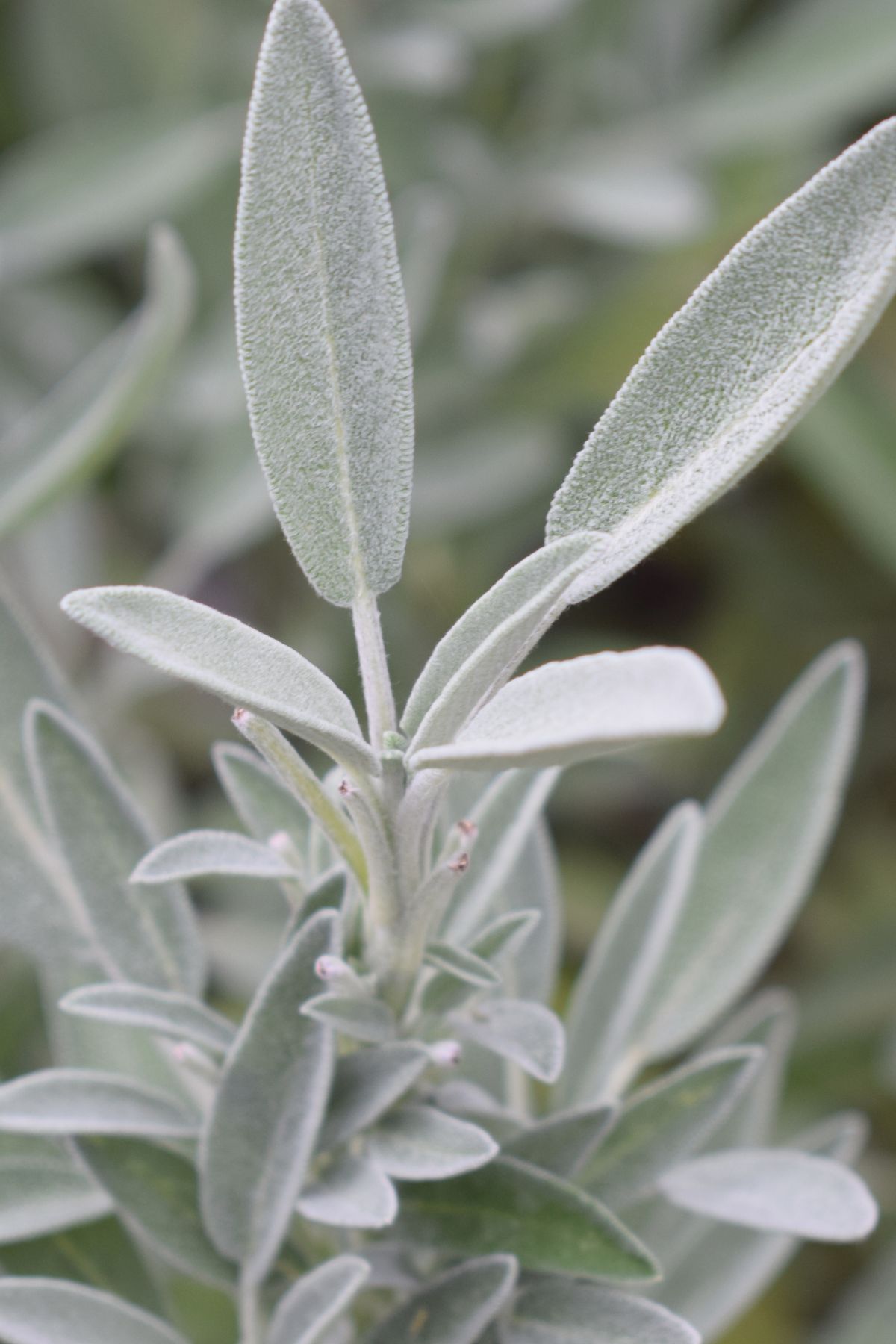How to Create a Moonlight Garden | Montana Happy