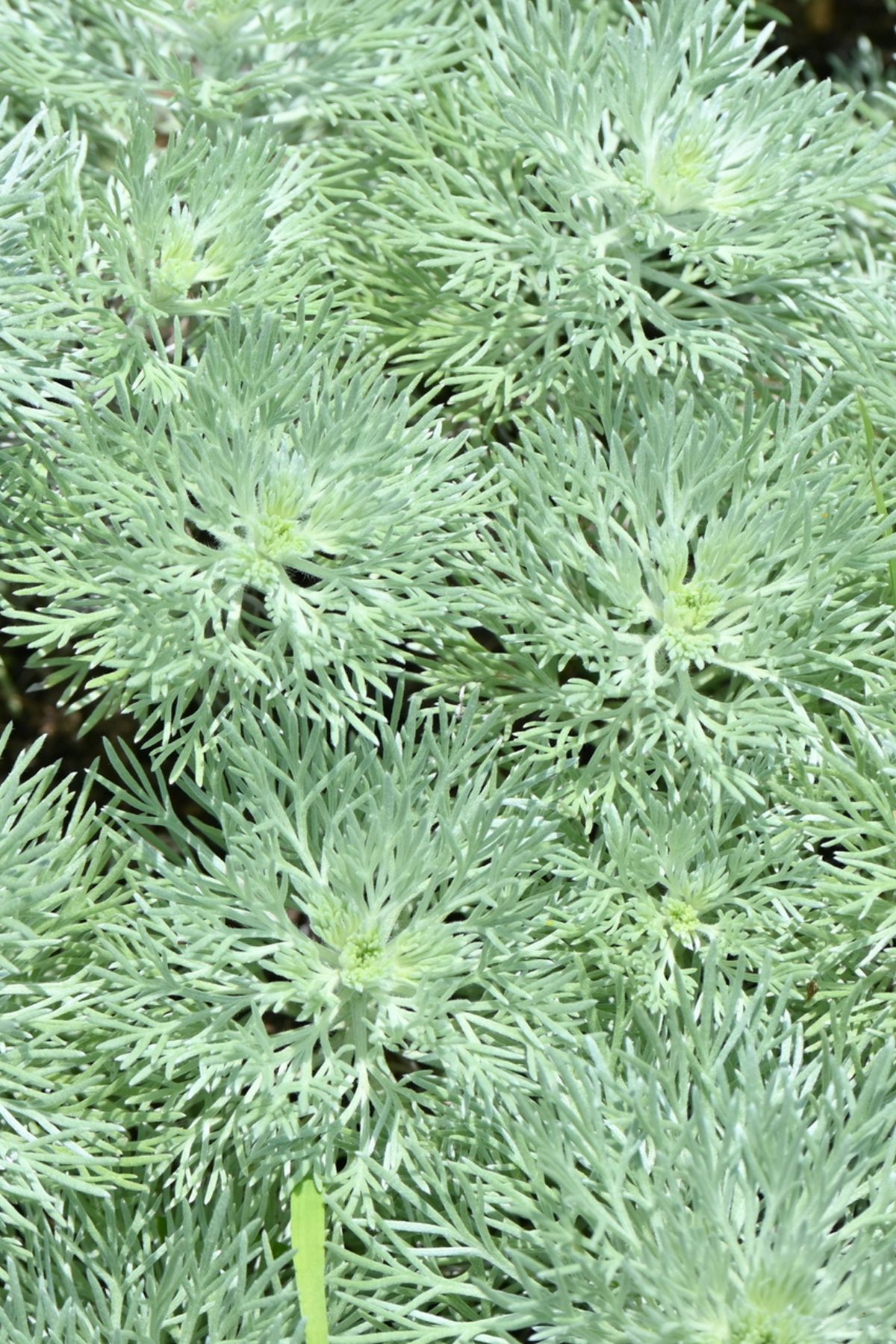 How to Create a Moonlight Garden | Montana Happy