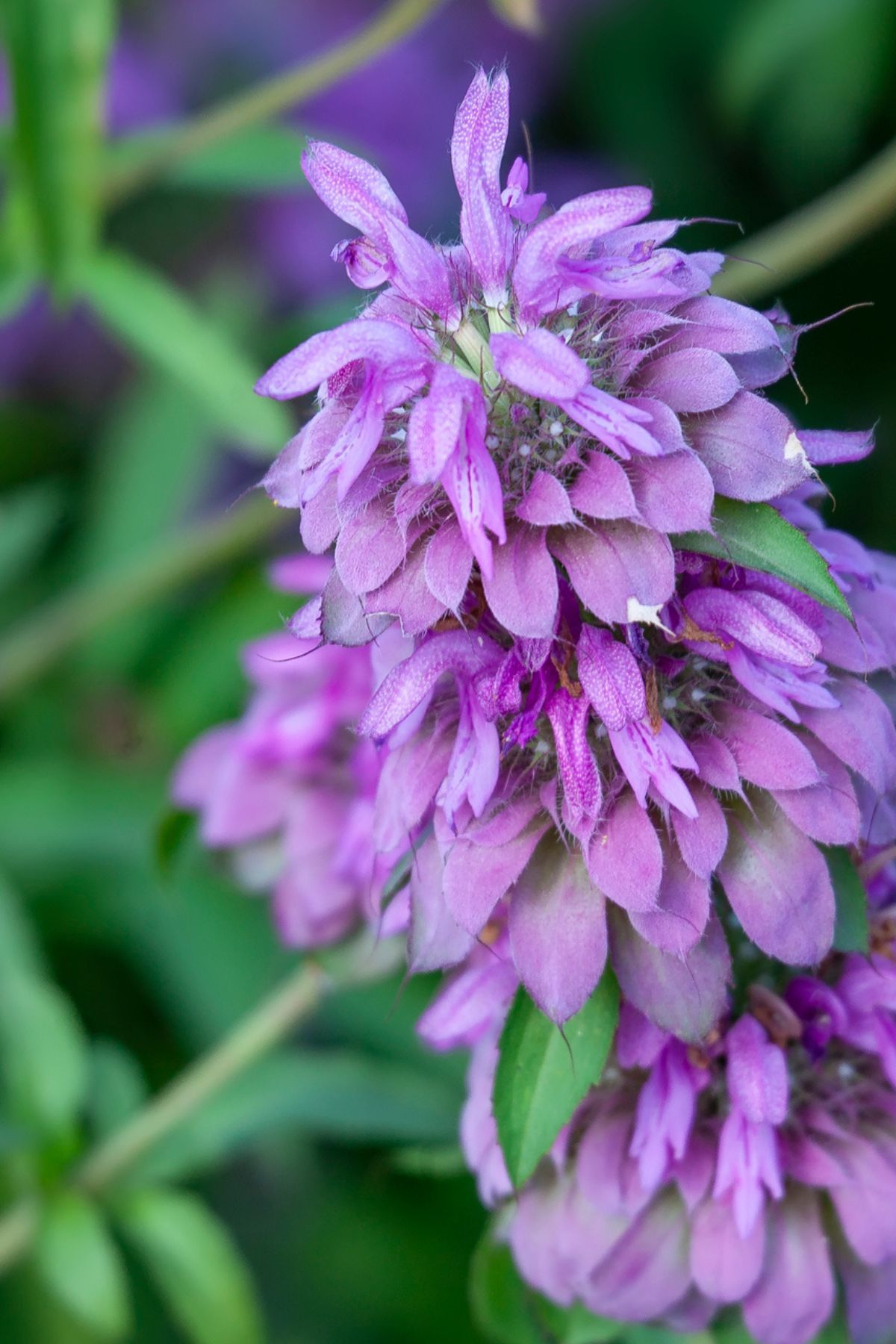 The Best Types of Mint Plants to Grow! | Montana Happy