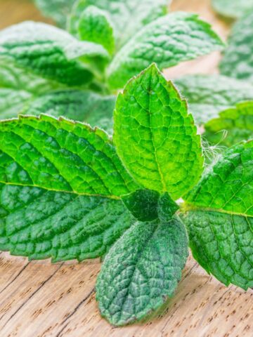 The Best Types of Mint Plants to Grow! | Montana Happy