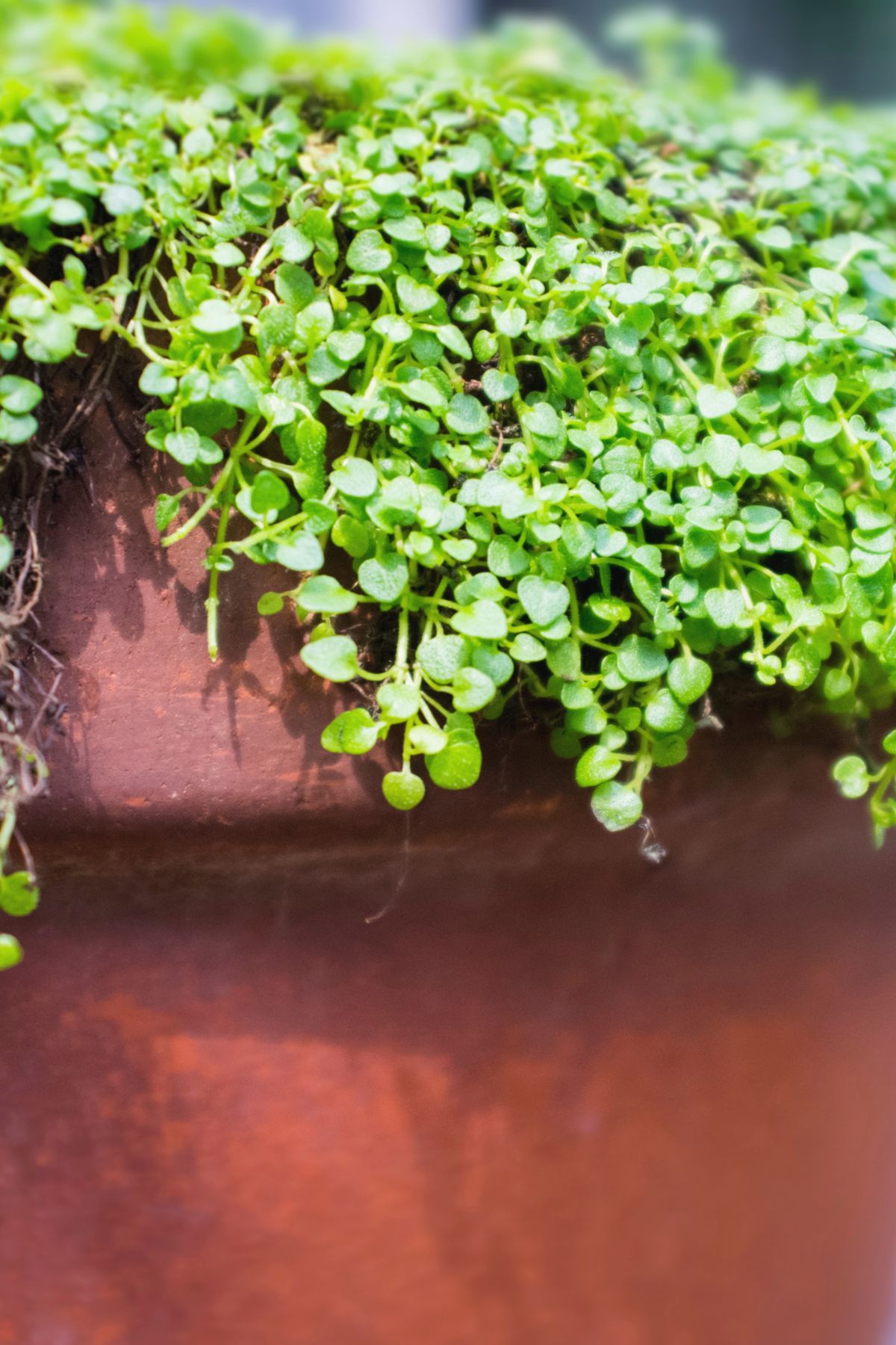 The Best Types of Mint Plants to Grow! | Montana Happy