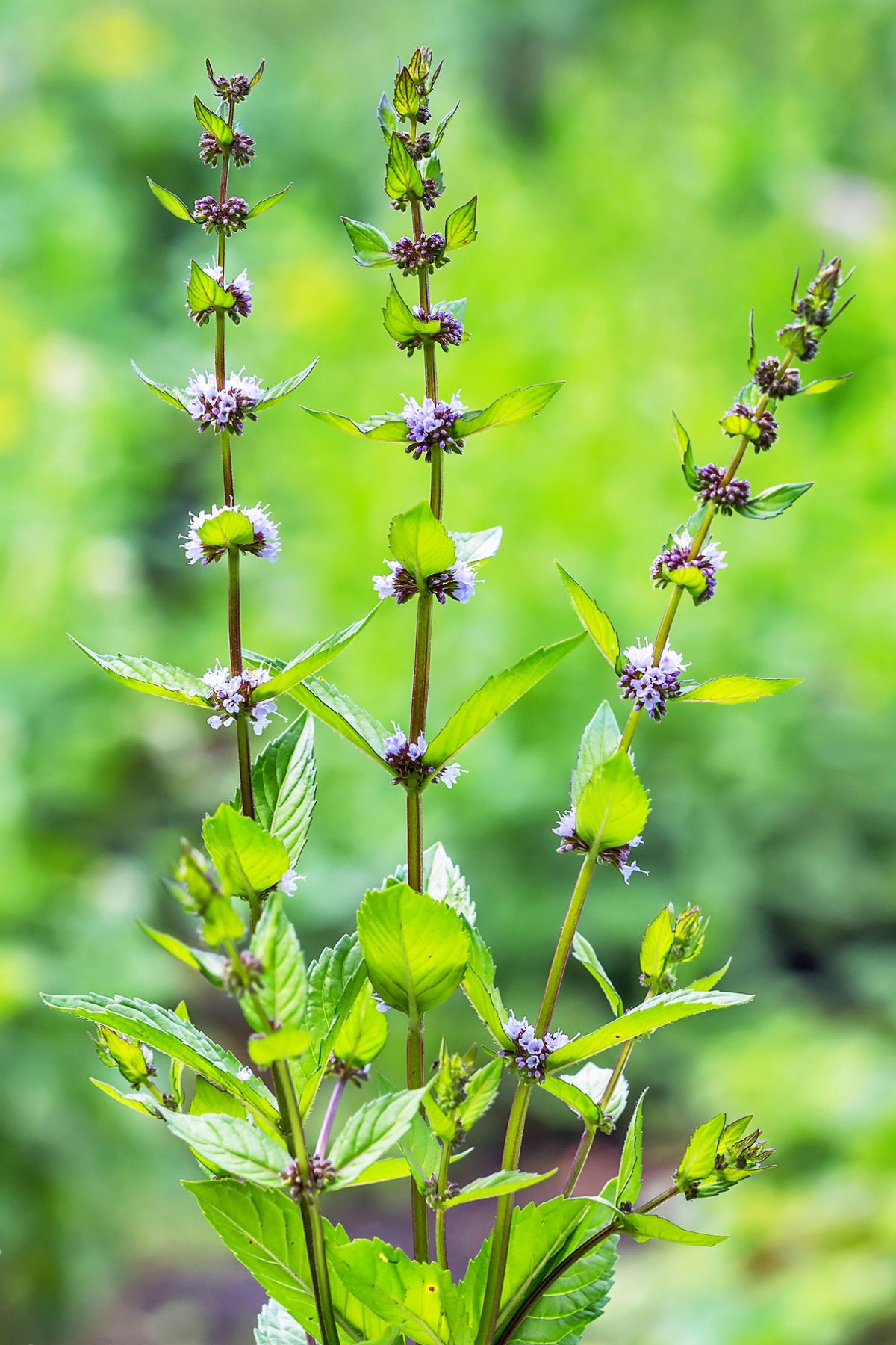 The Best Types of Mint Plants to Grow! | Montana Happy