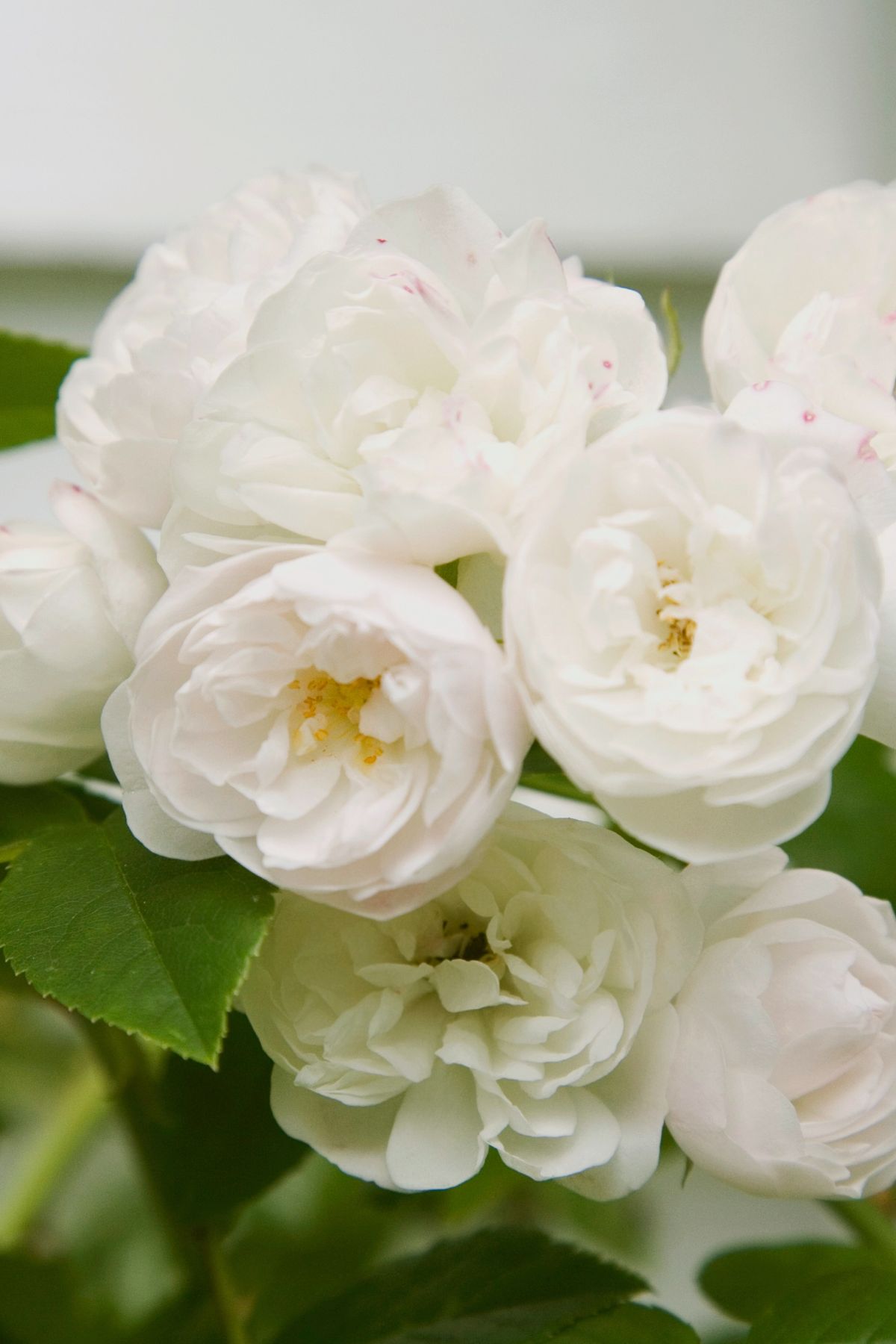 How to Create a Moonlight Garden | Montana Happy