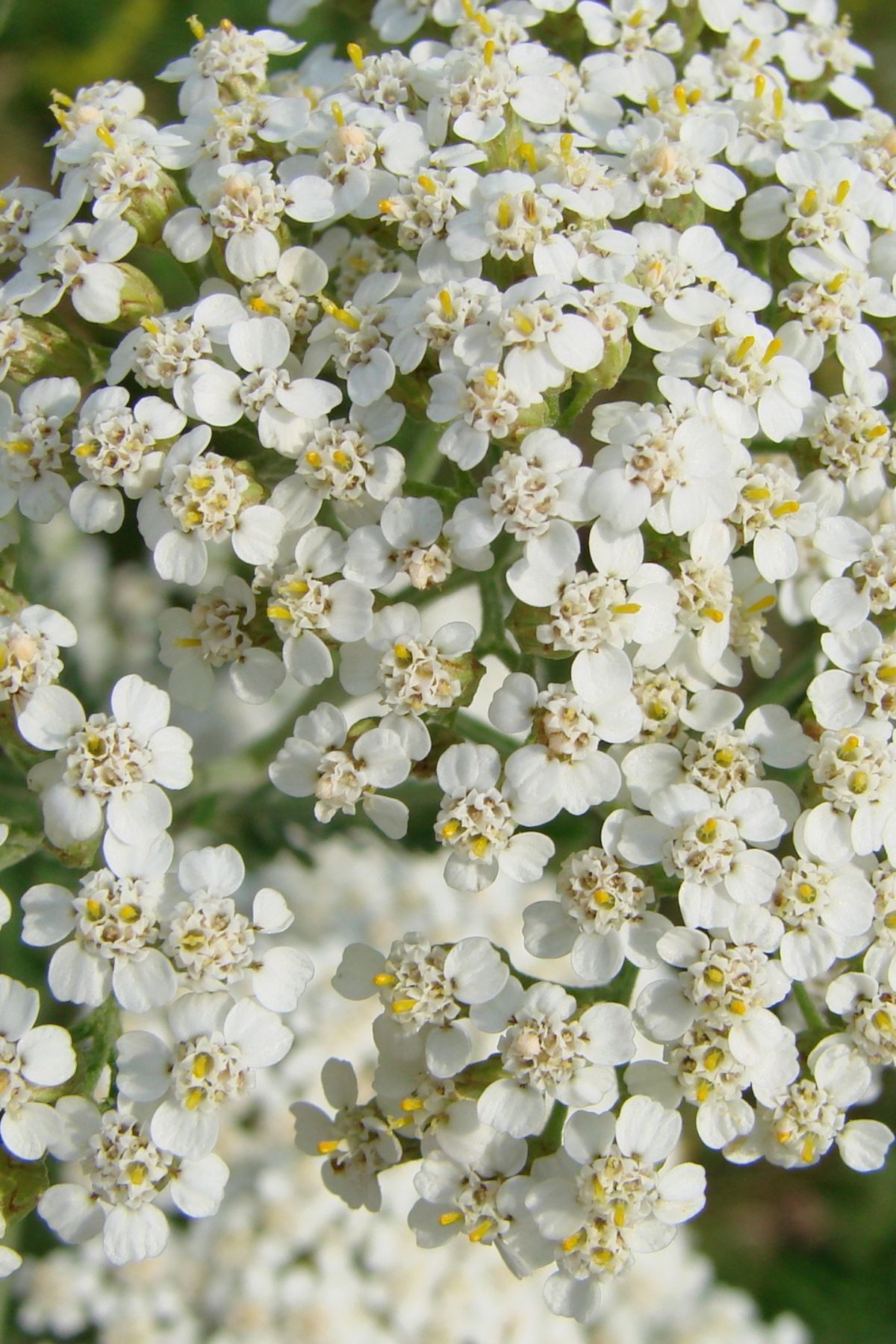 How to Create a Moonlight Garden | Montana Happy