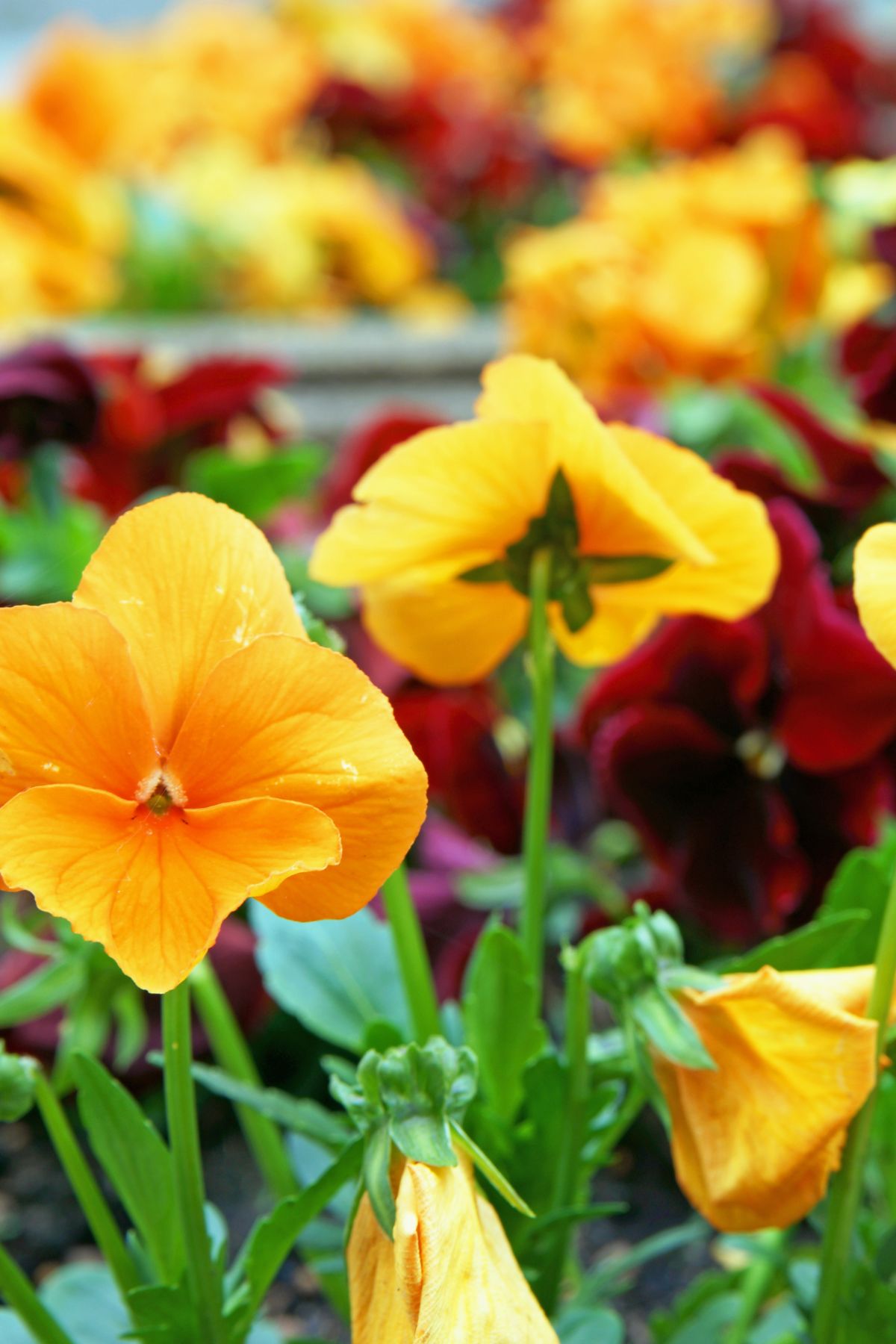 Fall Garden Ideas: Achieve a Stunning Seasonal Look | Montana Happy