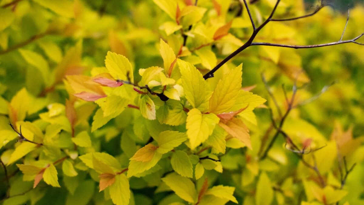 Fall Garden Ideas: Achieve a Stunning Seasonal Look | Montana Happy