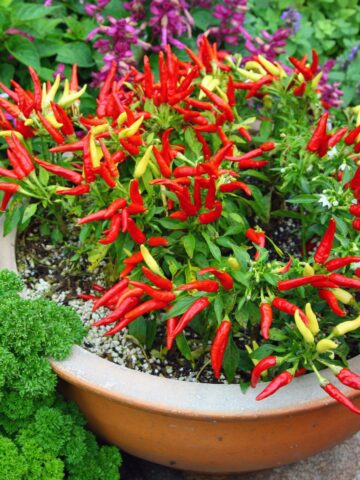 Fall Garden Ideas: Achieve a Stunning Seasonal Look | Montana Happy