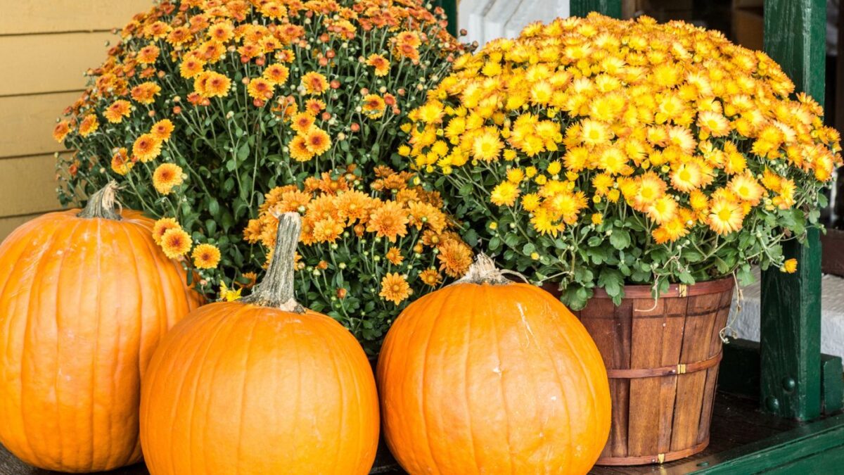 Fall Garden Ideas: Achieve a Stunning Seasonal Look | Montana Happy