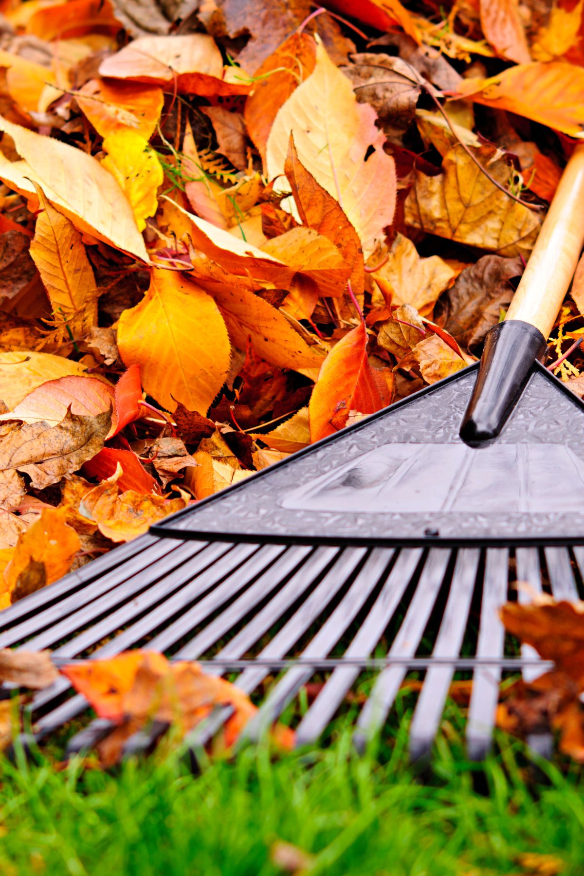 Fall Garden Ideas: Achieve a Stunning Seasonal Look | Montana Happy