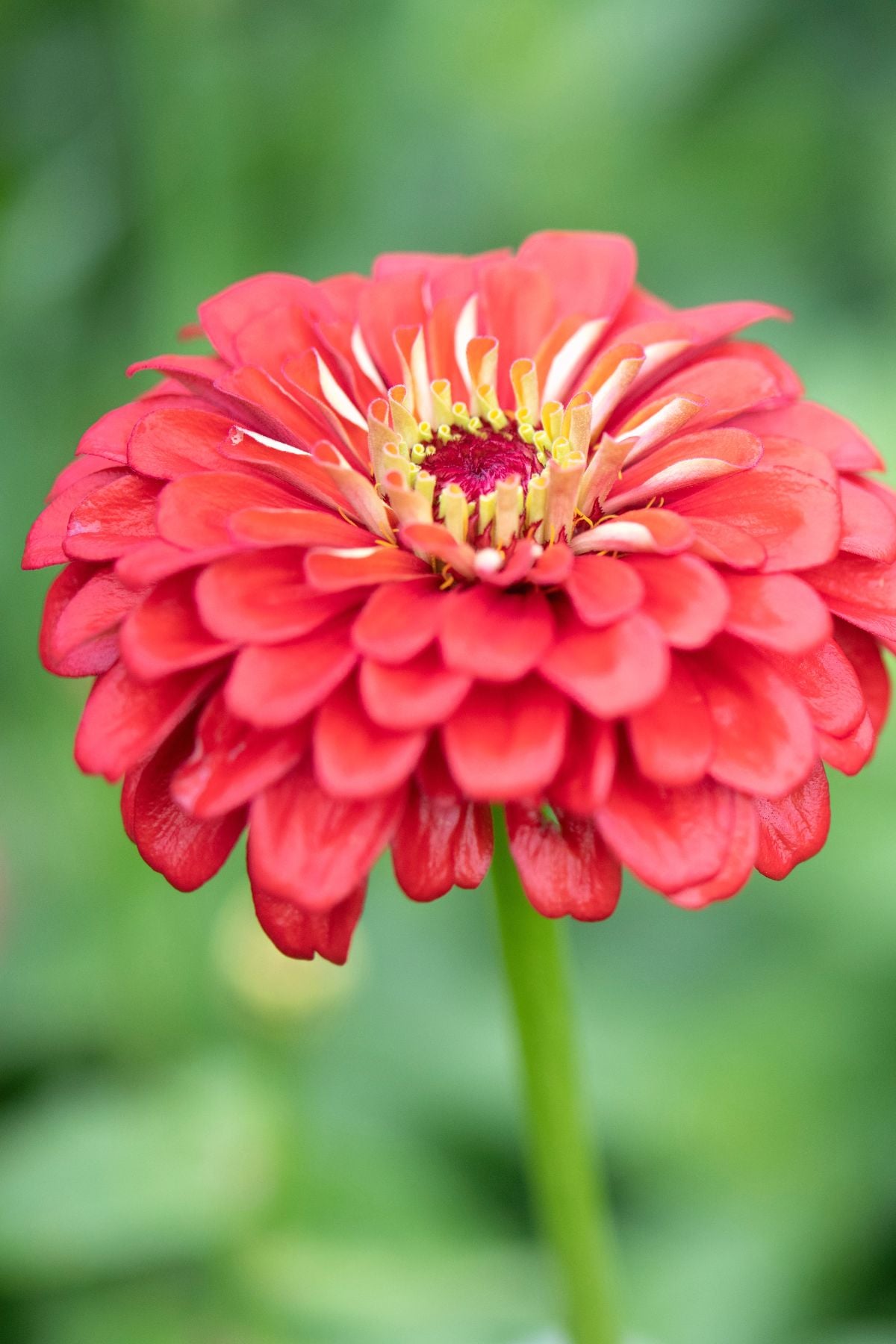 Fall Garden Ideas: Achieve a Stunning Seasonal Look | Montana Happy