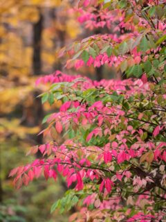 Fall Garden Ideas: Achieve a Stunning Seasonal Look | Montana Happy