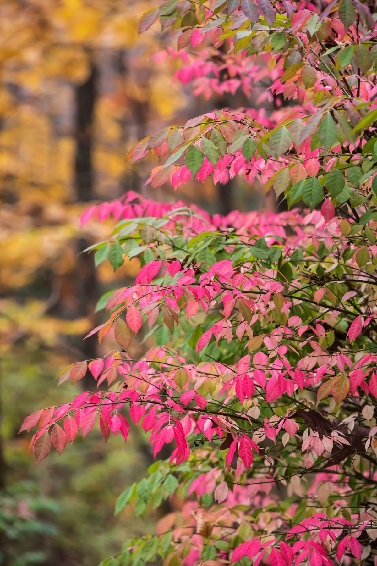 Fall Garden Ideas: Achieve a Stunning Seasonal Look | Montana Happy