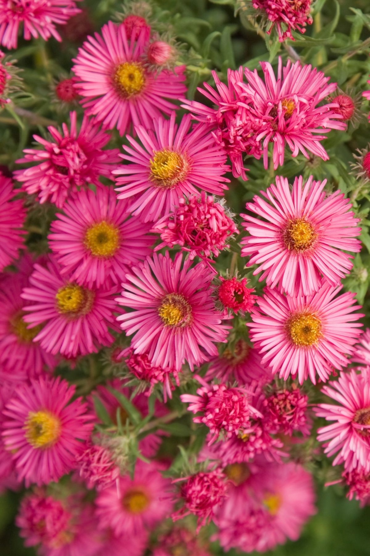 Fall Garden Ideas: Achieve a Stunning Seasonal Look | Montana Happy