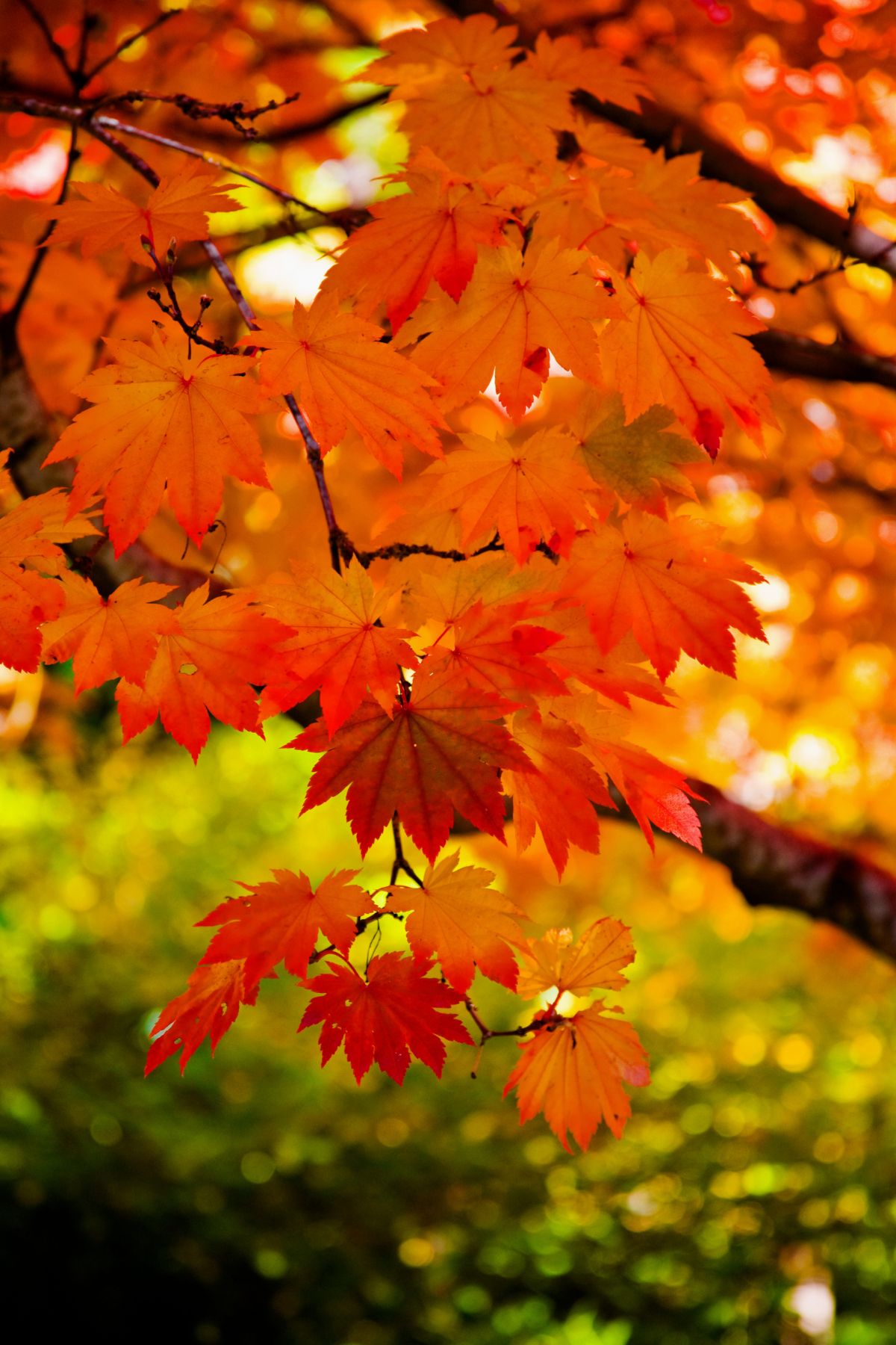 Fall Garden Ideas: Achieve a Stunning Seasonal Look | Montana Happy