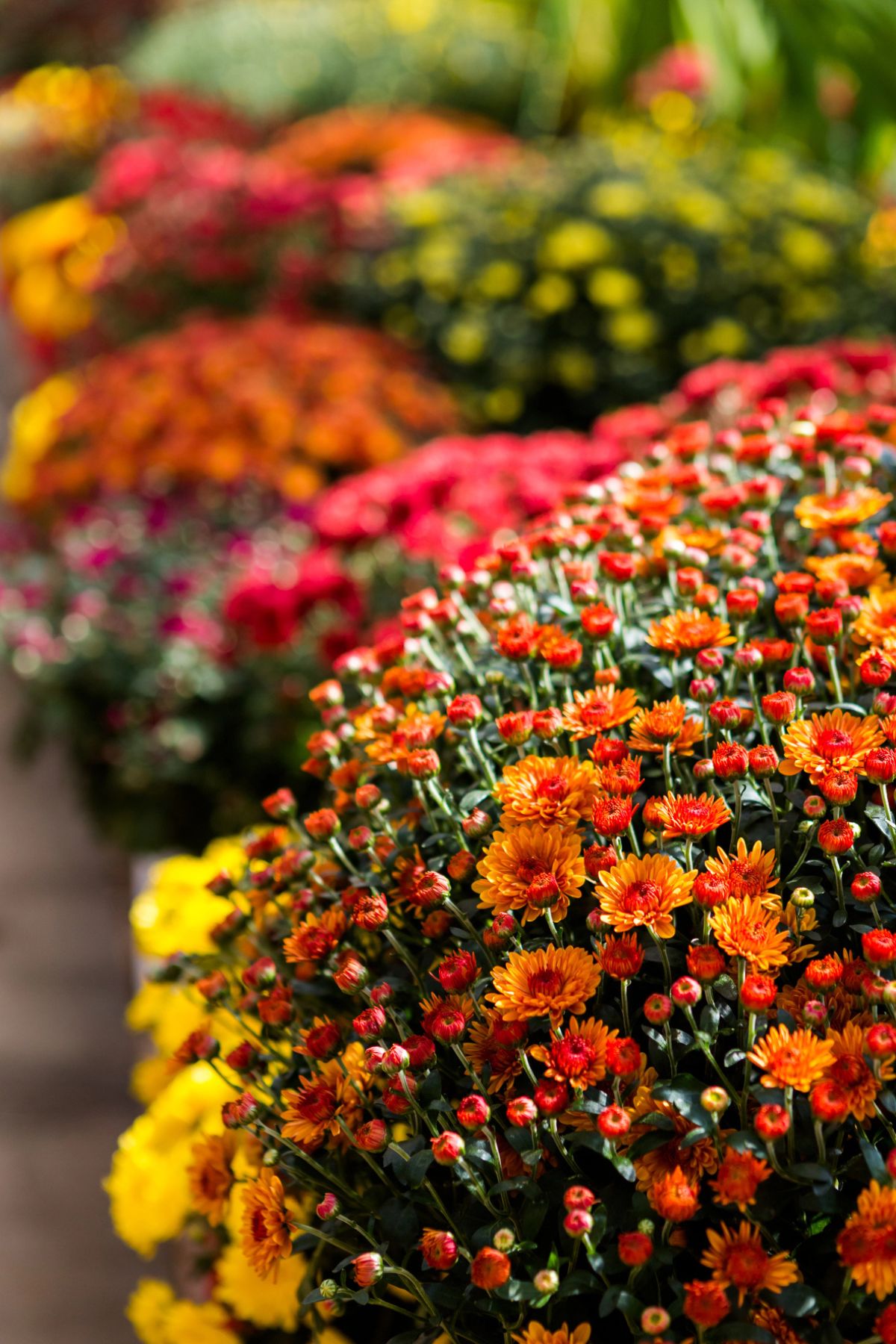 Fall Garden Ideas: Achieve a Stunning Seasonal Look | Montana Happy