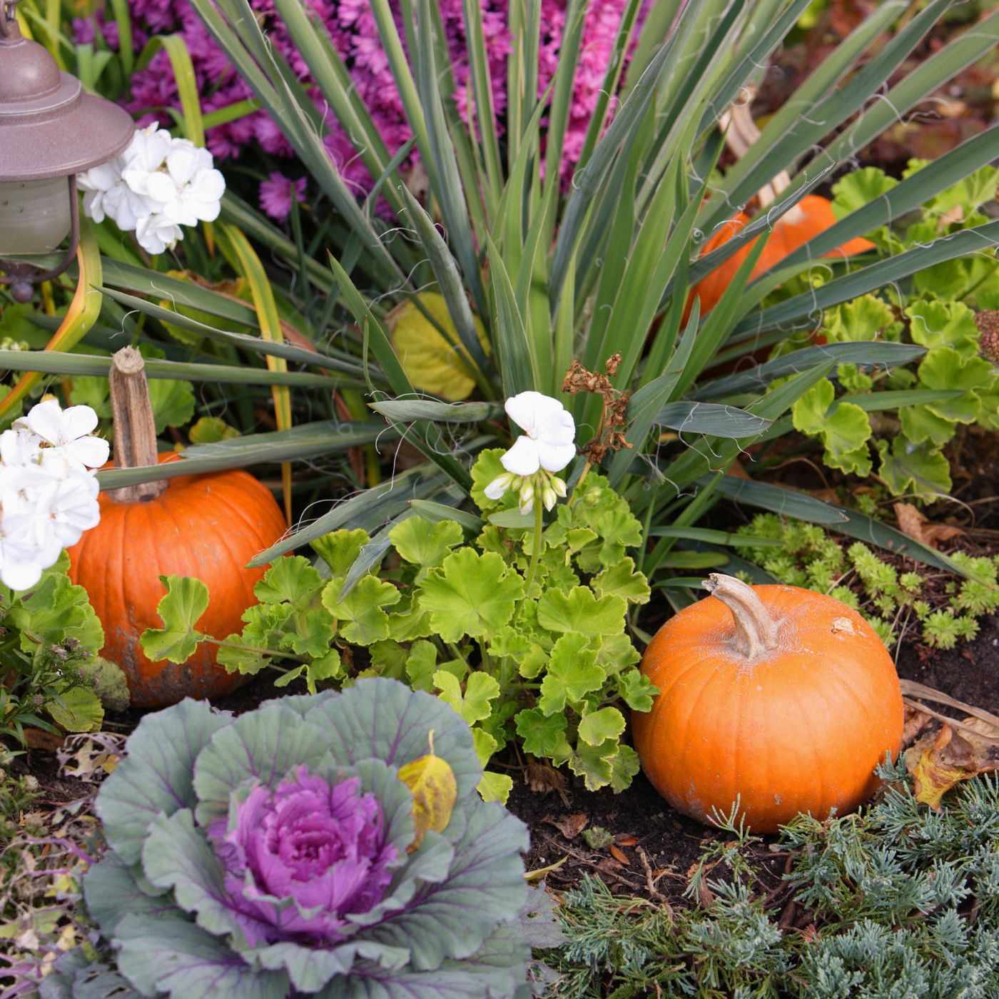 Fall Garden Ideas: Achieve a Stunning Seasonal Look | Montana Happy