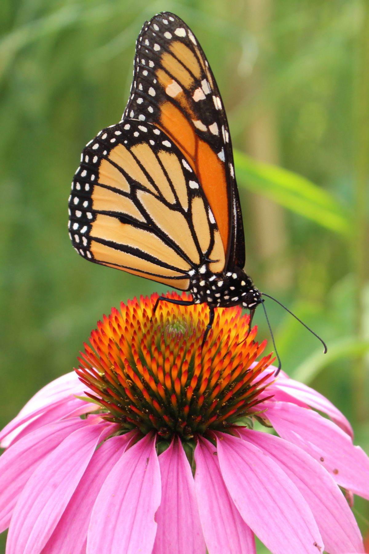 Fall Garden Ideas: Achieve a Stunning Seasonal Look | Montana Happy