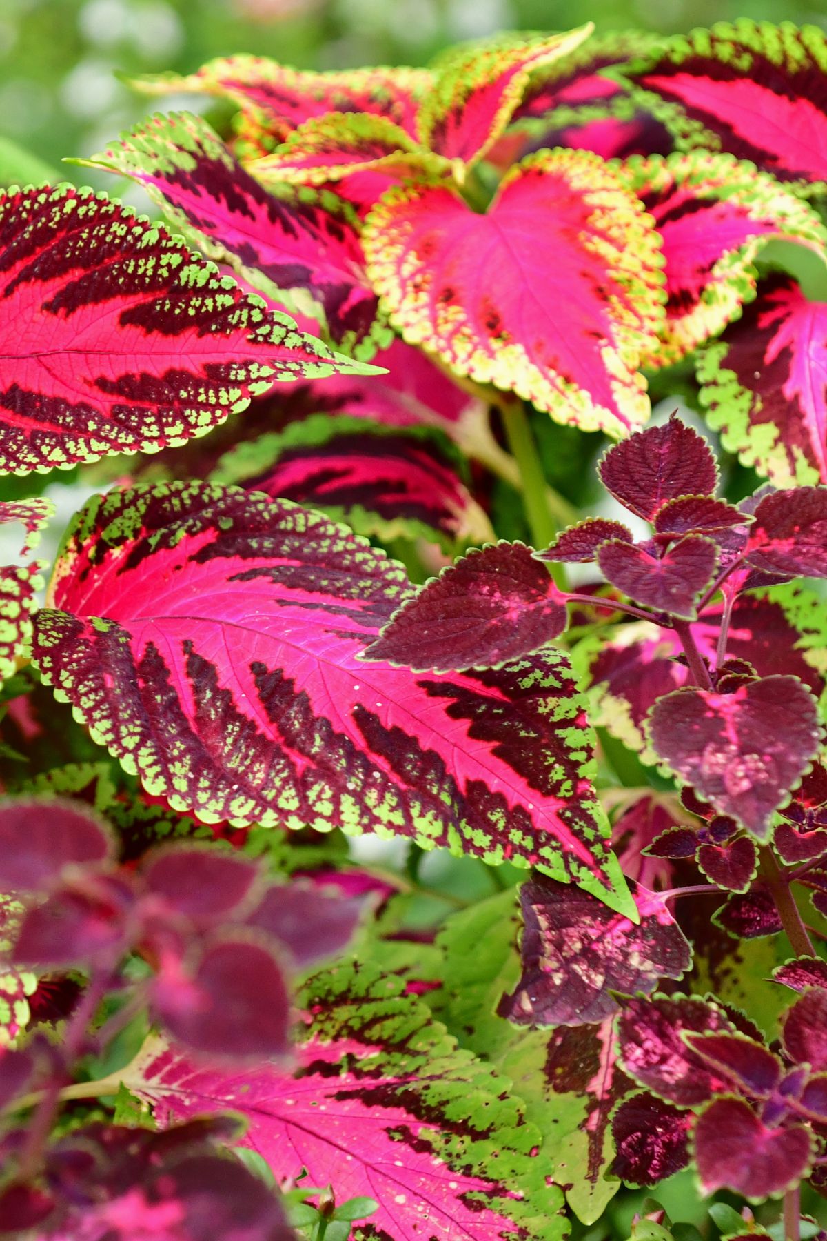 Fall Garden Ideas: Achieve a Stunning Seasonal Look | Montana Happy